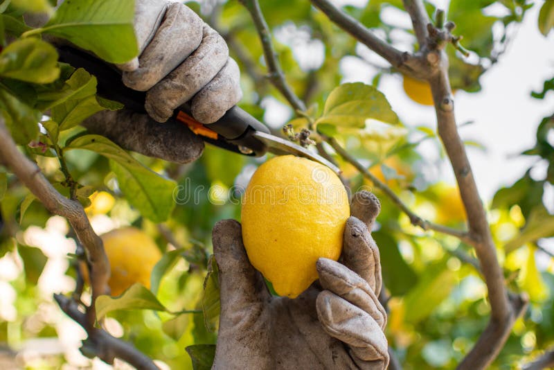 Pruning Citrus Trees Stock Photos - Free & Royalty-Free Stock Photos ...