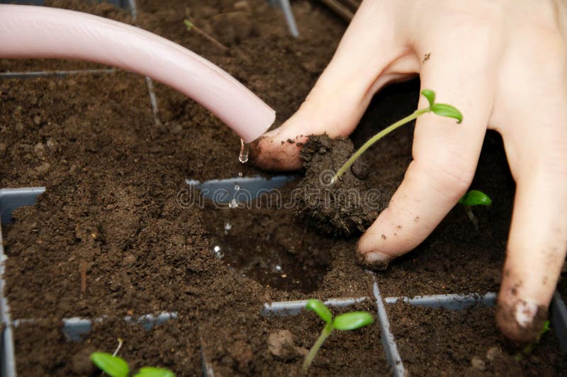 Plant in hand stock photo. Image of botany, flower, branch - 3974880