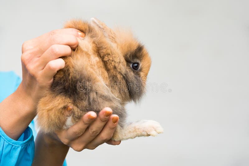 Man Hands Raised Rabbit Up Isolate White Background with Copy Space ...