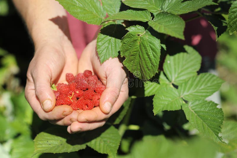 Man Hands with Raspberry, Outdoor Near Raspberry Bush Stock Photo ...