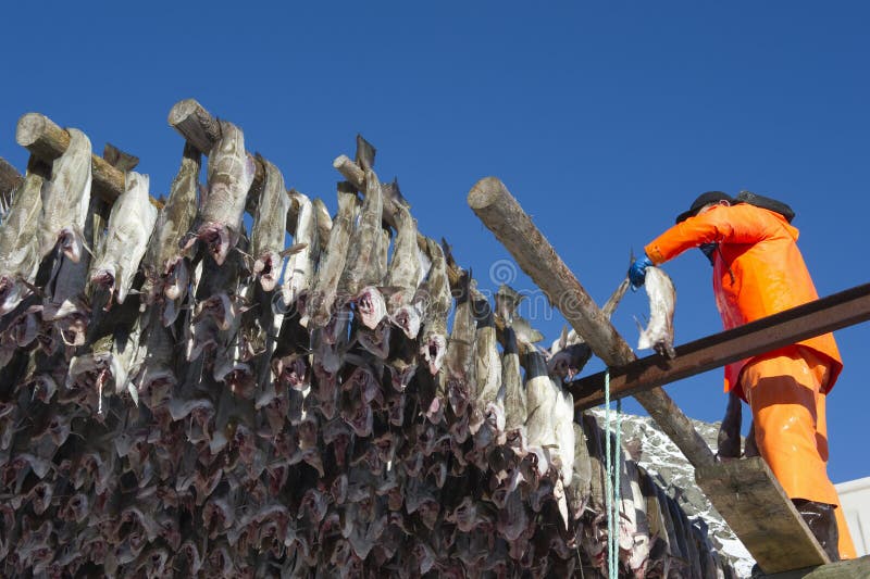 Man Hanging Fish on Rack Norway Stock Image - Image of fishing, side ...