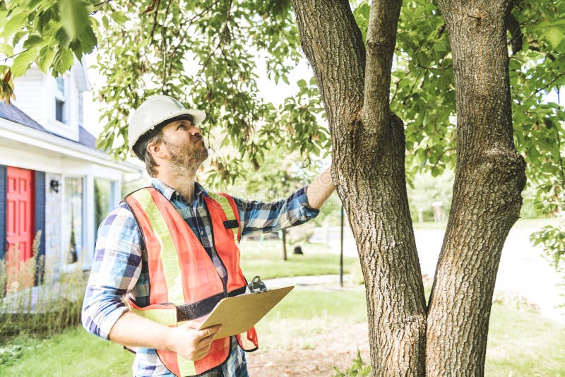 Man with Hard Hat Standing in Front of a Tree Inspect Stock Image ...