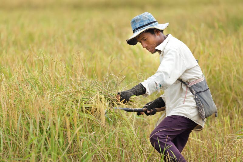 Man harvestin rice stock photo. Image of holding, labor - 28499784