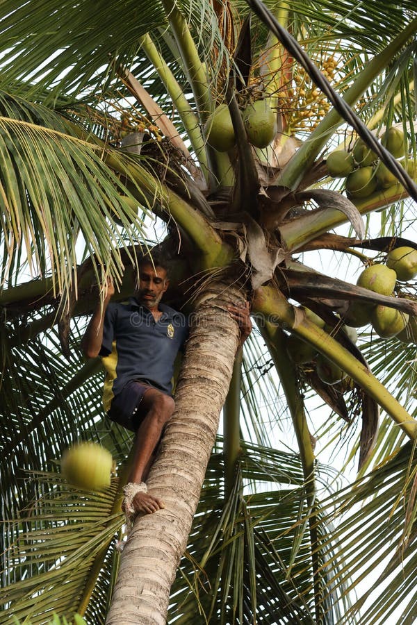 Man harvesting coconuts editorial stock image. Image of palm - 101211489