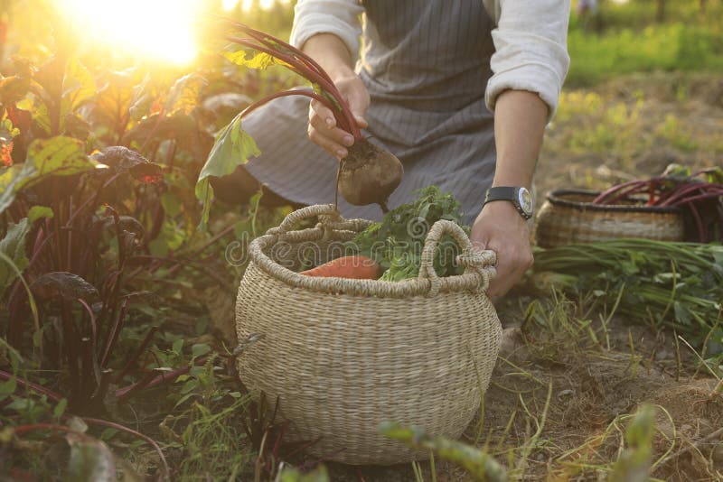 Man Harvesting Different Fresh Ripe Vegetables on Farm, Closeup Stock ...