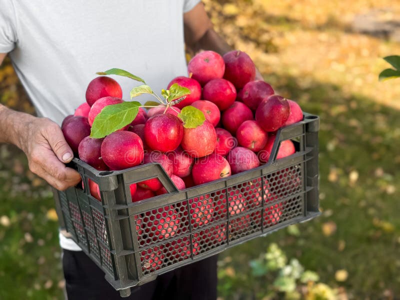 Man Harvesting Fresh Red Apples in Orchard Stock Image - Image of ...