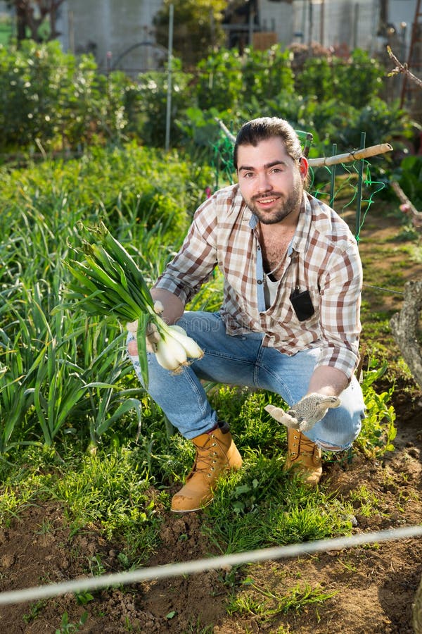 Man harvesting green onion stock photo. Image of crop - 197868830