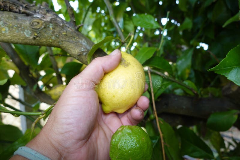 Man Harvesting Lemon from Lemon Tree, Ripe Lemon Ready for Harvesting ...