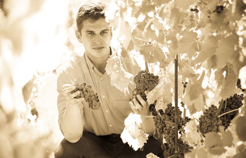 Man Harvesting Ripe Grape in Farm Stock Image - Image of grape, factory ...