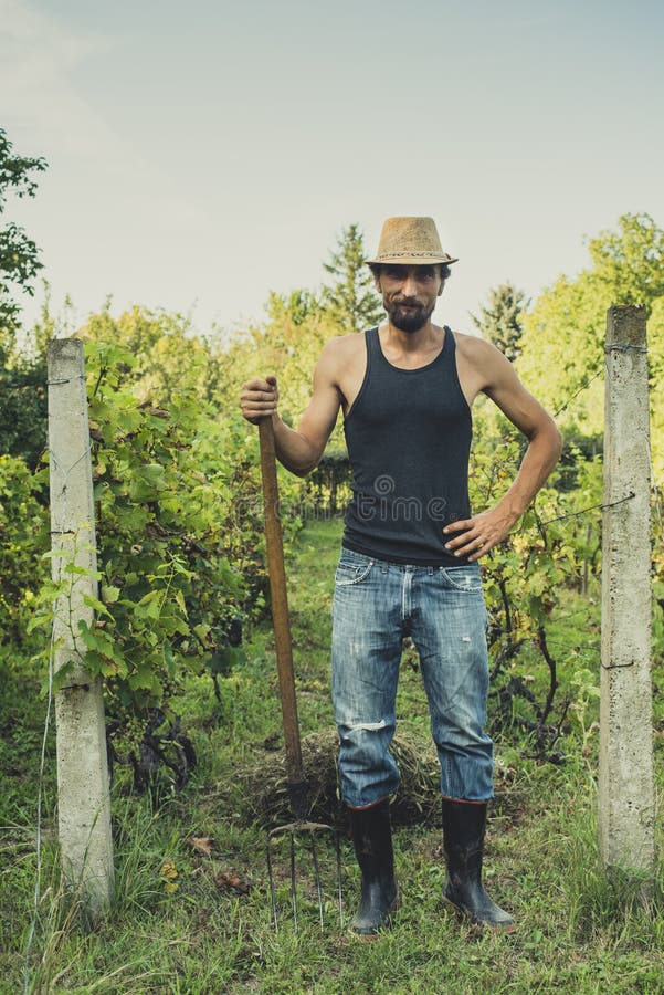 Man in the Vineyard with the Hay Fork Stock Photo - Image of picking ...