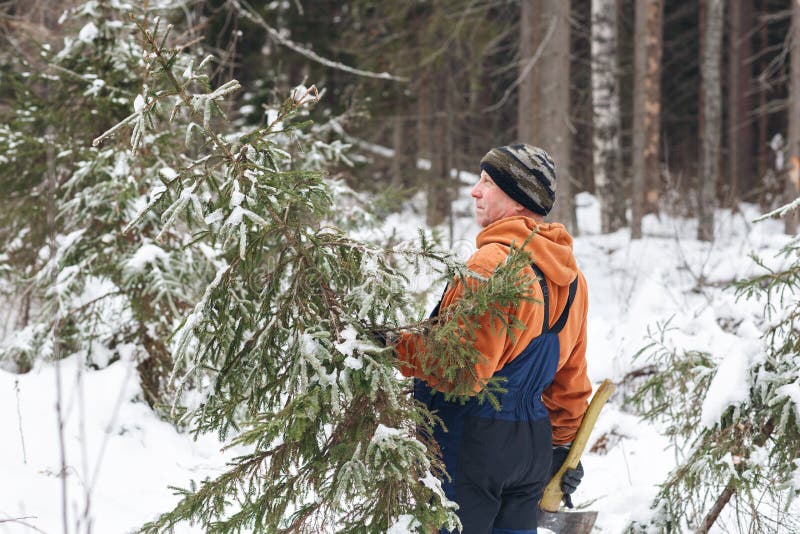 Man with Hatchet in the Hands of Carries Christmas Tree in the Winter ...