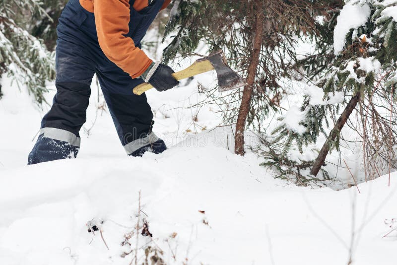 Man with Hatchet in the Hands of Cuts Christmas Tree in the Winter ...