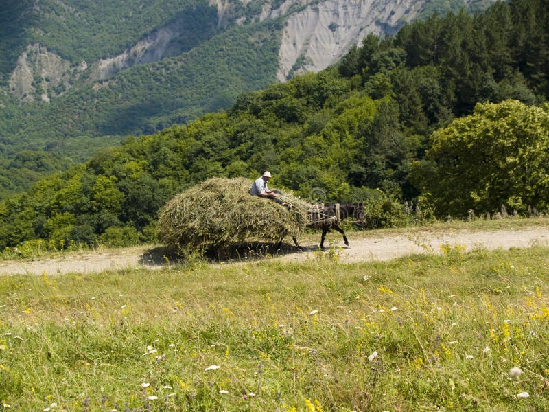 Man on the hay. stock image. Image of hill, field, animal - 6086007