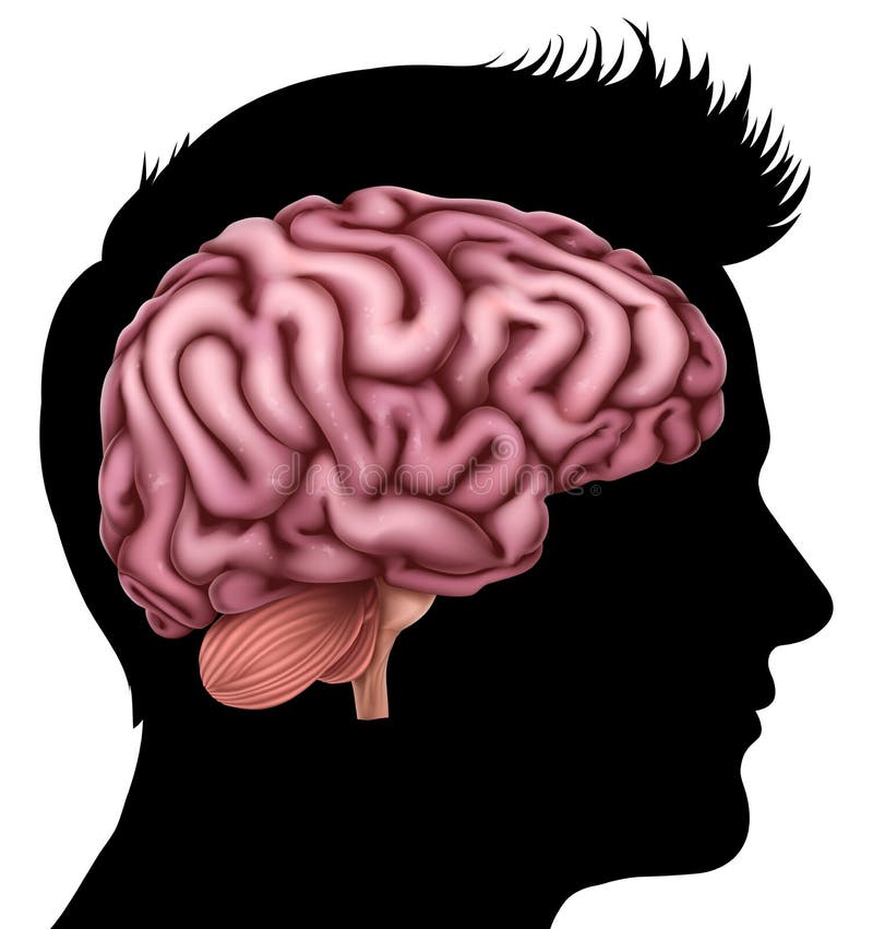 Man Head in Silhouette Profile with Brain Concept Stock Vector ...