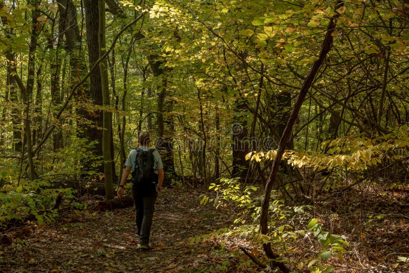 Man Hikes through Forest in Early Fall Stock Photo - Image of outdoors ...