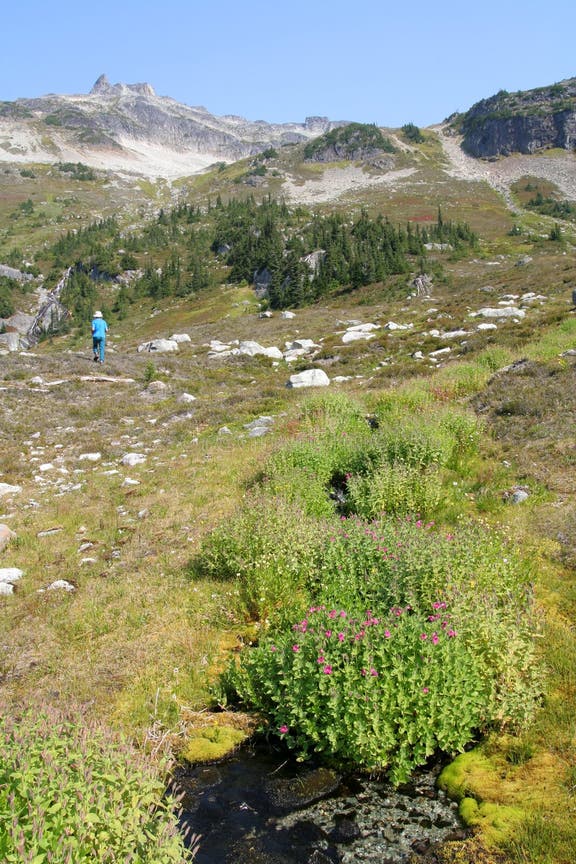 Man Hiking in Alpine stock image. Image of meadow, male - 1265215
