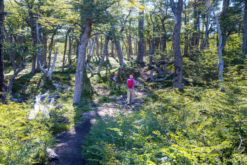 Hike in the forest stock photo. Image of beautiful, rock - 145075626