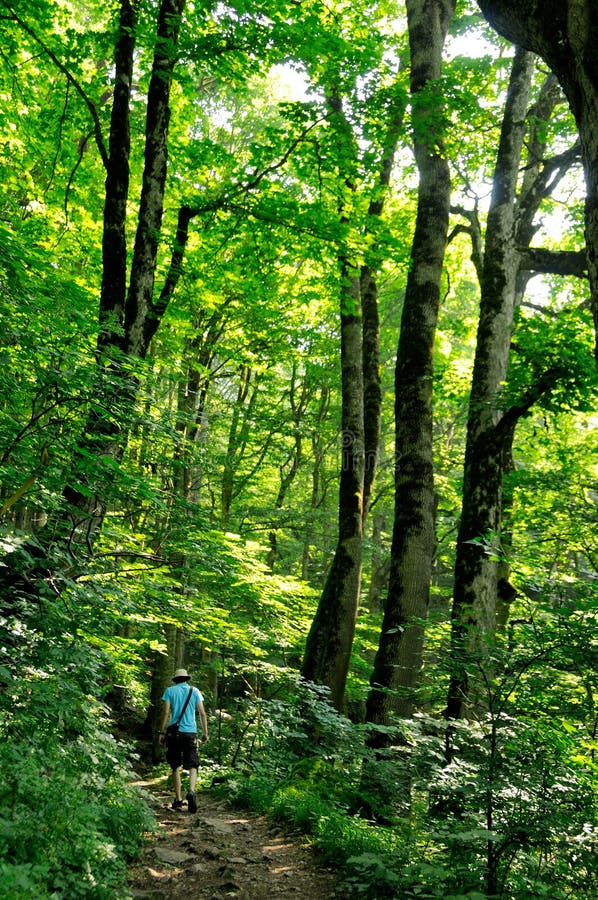 Man hiking in the forest stock image. Image of wilderness - 31577781