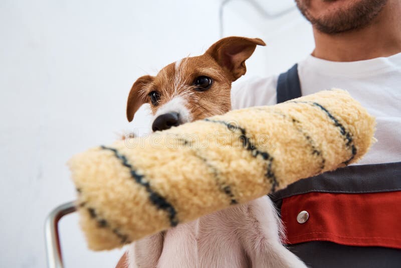Man with His Dog Doing Renovation Work in Room. Good Relationship ...