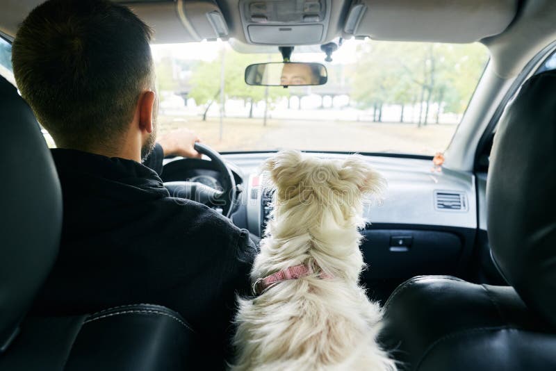 Man and His Dog Riding in the Modern Car. Rear View. Stock Image ...