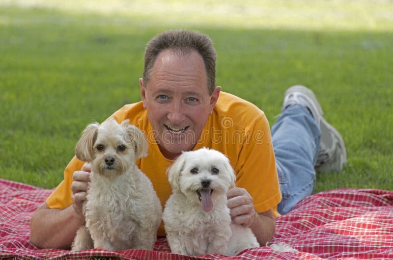 Man with His Dogs stock image. Image of morkie, people - 26738379
