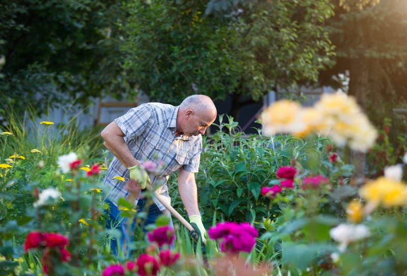 Man hoeing floral garden stock image. Image of gardener - 187244767
