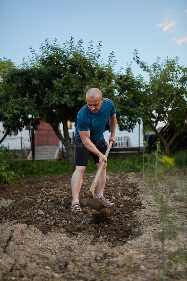 Man hoeing in the garden stock photo. Image of length - 150780084
