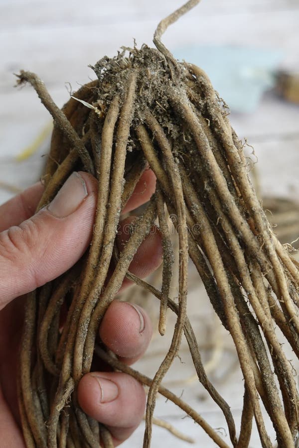 Man Holding Asparagus Claw for Growing. Green Asparagus Root or ...