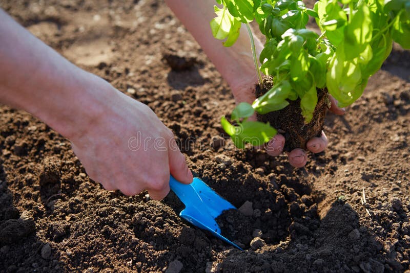 Man holding basil stock photo. Image of plant, basil - 51643498