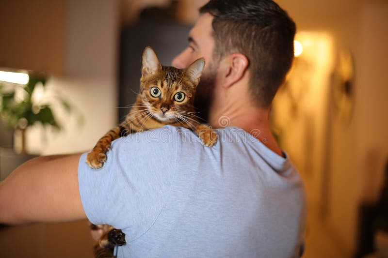 Bengal Cat Holding an Iron with Its Paws Stock Image - Image of ...