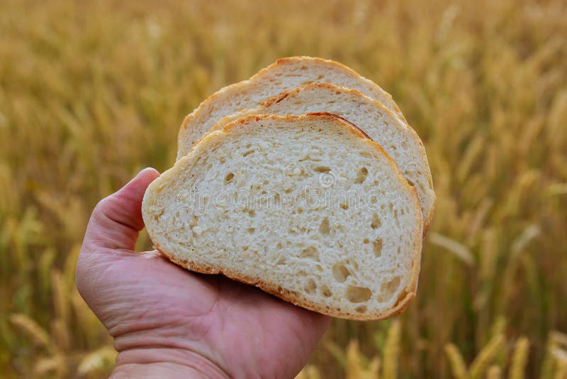 Man Holding Bread on a Background of Wheat Field and Sky Stock Photo ...
