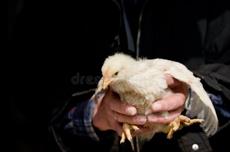 Old man holding chicken stock image. Image of arena, head - 78300409