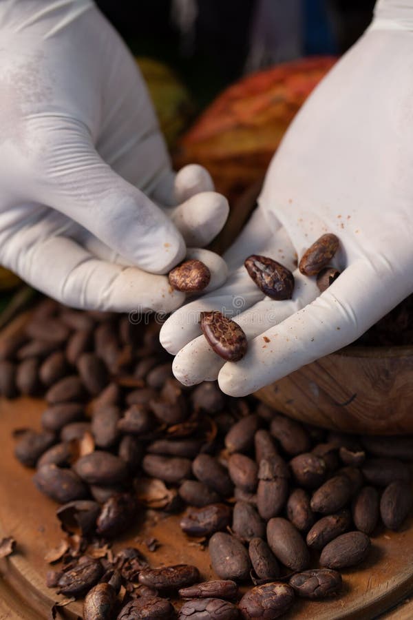 599 Bean Cocoa Shell Photos - Free & Royalty-Free Stock Photos from ...
