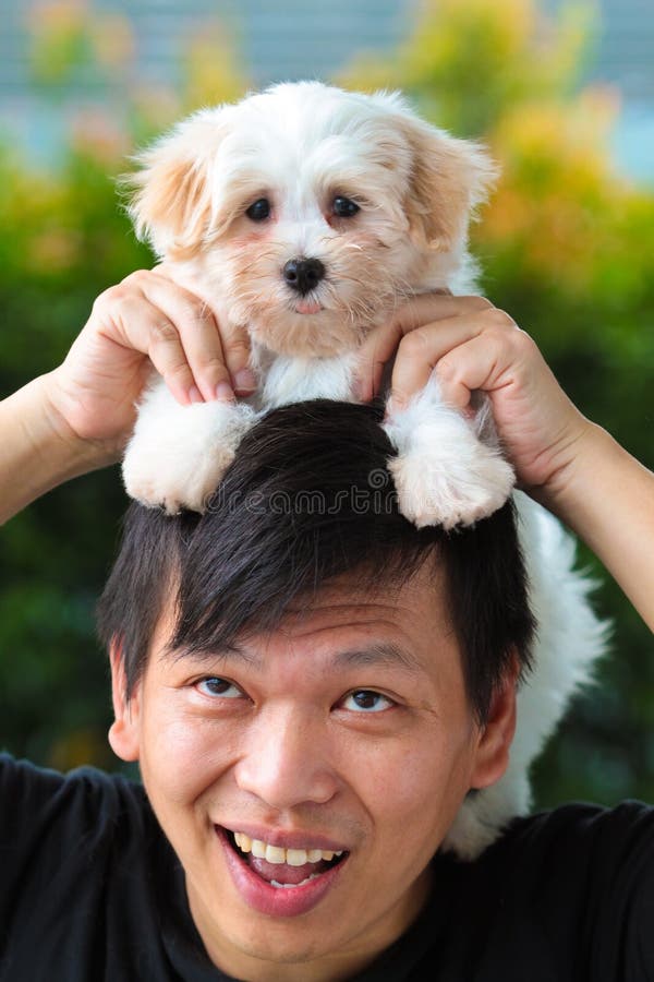 Man Holding Cute Maltese Puppy on His Head Stock Image - Image of play ...