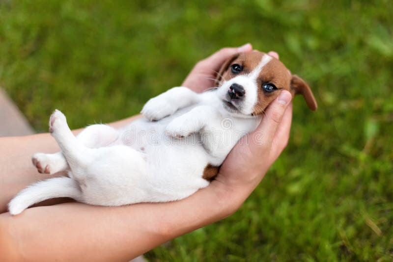 Man Holding Cute Puppy Jack Russel Hands Stock Photos - Free & Royalty ...