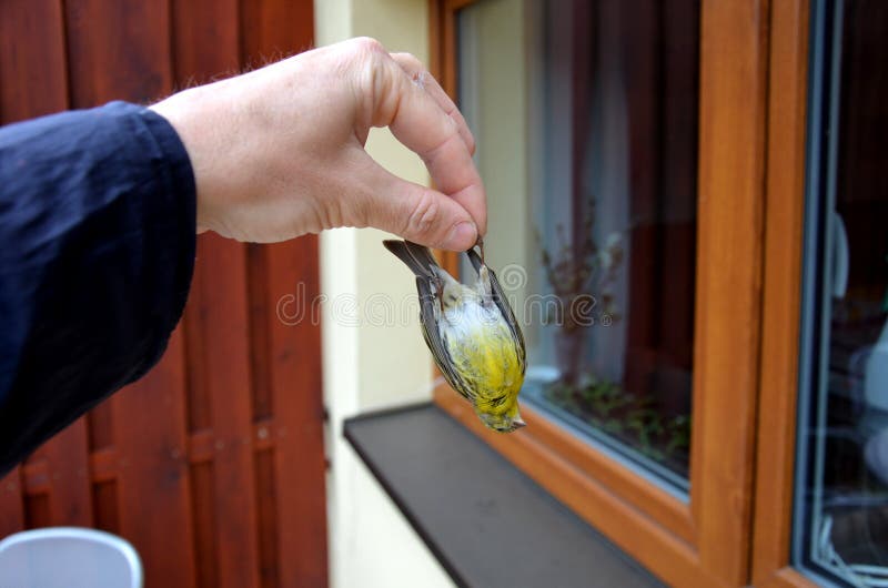 A Man is Holding a Dead Bird Which Has Crashed into a House Window. the ...
