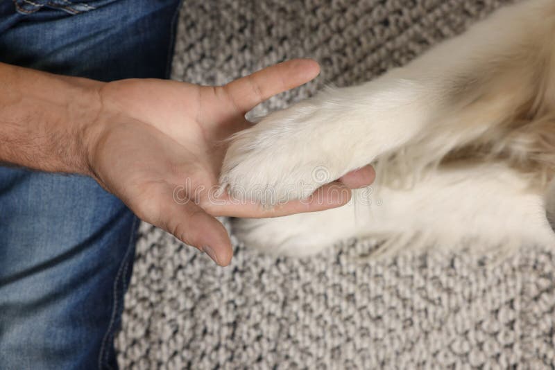 Man Holding Dog`s Paw on Blanket, Top View Stock Photo - Image of ...