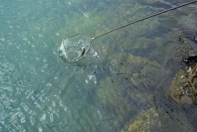 Man Holding a Fishing Net in the Water Stock Image - Image of catch ...