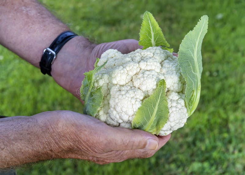 Freshly picked cauliflower stock image. Image of healthy - 225563573