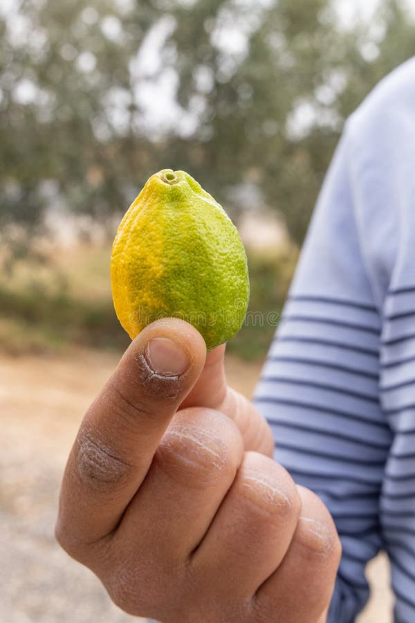 Man Holding a Fresh Lemon in a Tunisian Orchard Stock Image - Image of ...