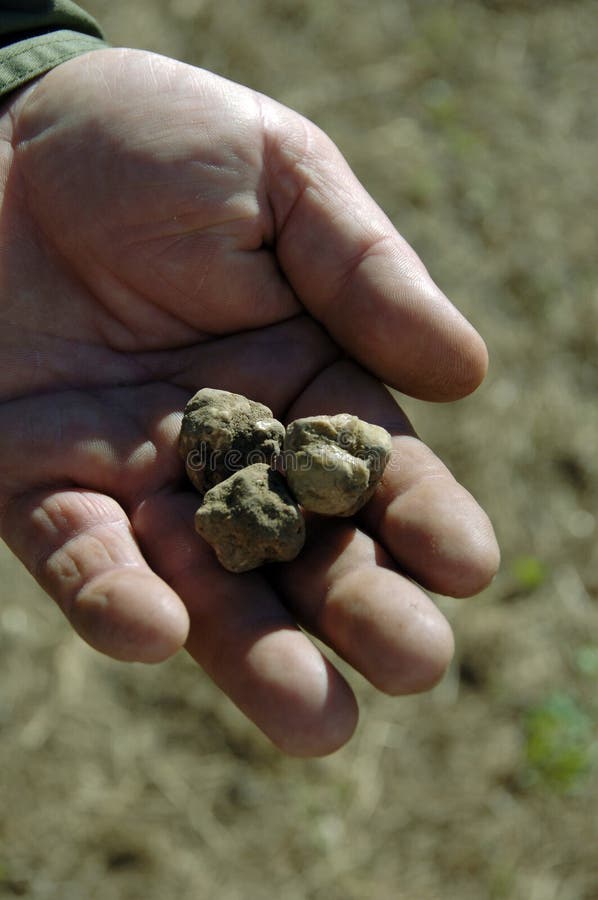Marula Fruit stock image. Image of full, fresh, namibia - 35064653