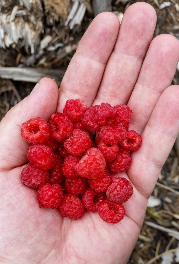 Girl holding blank sign stock photo. Image of showing - 13422216