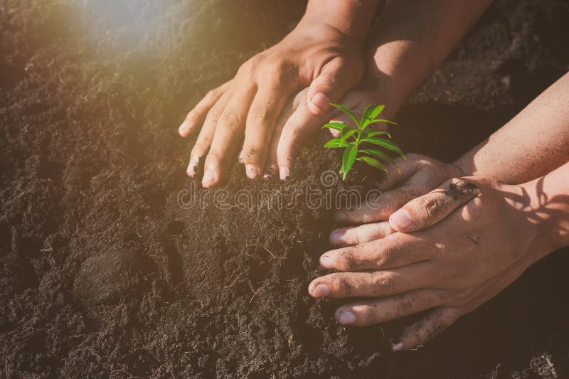 Man Holding Green Sapling in the Hands of a Tree Planting a Sapling ...