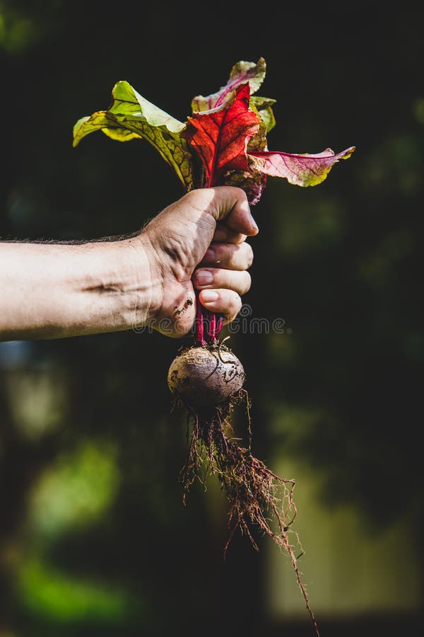 Man Holding a Harvested Beetroot or Beet Stock Photo - Image of outdoor ...