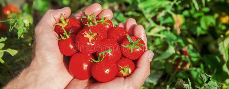 A Man is Holding Homemade Tomatoes in His Hands. Selective Focus Stock ...