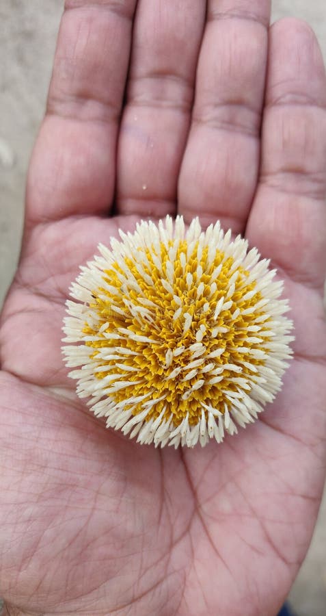 Kadamb Flowers Stock Photos - Free & Royalty-Free Stock Photos from ...