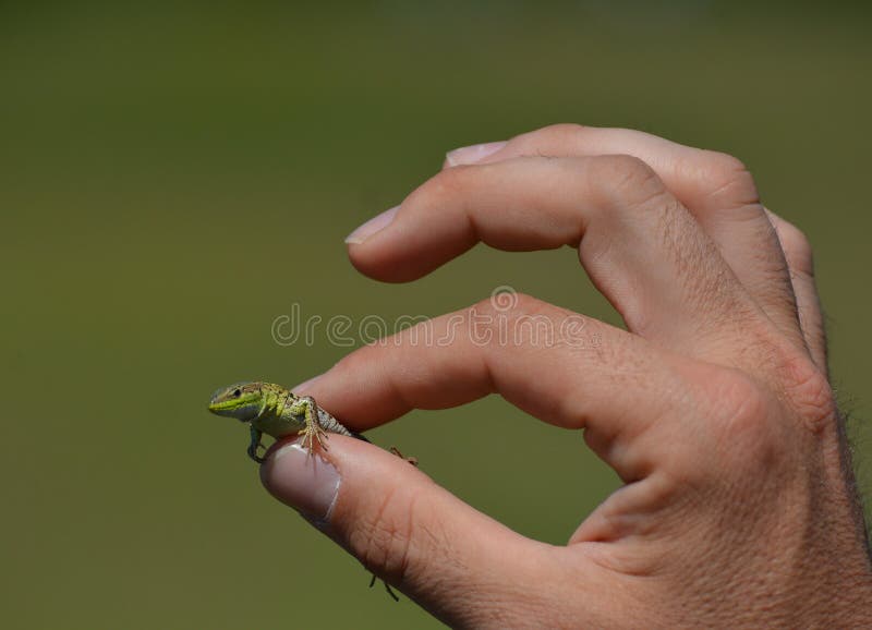 Boy holding lizard stock image. Image of nature, lizard - 5046971