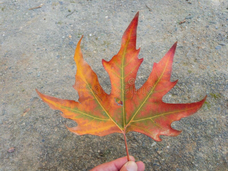 A Man Holding a Maple Leaf in His Hand Stock Image - Image of scenics ...