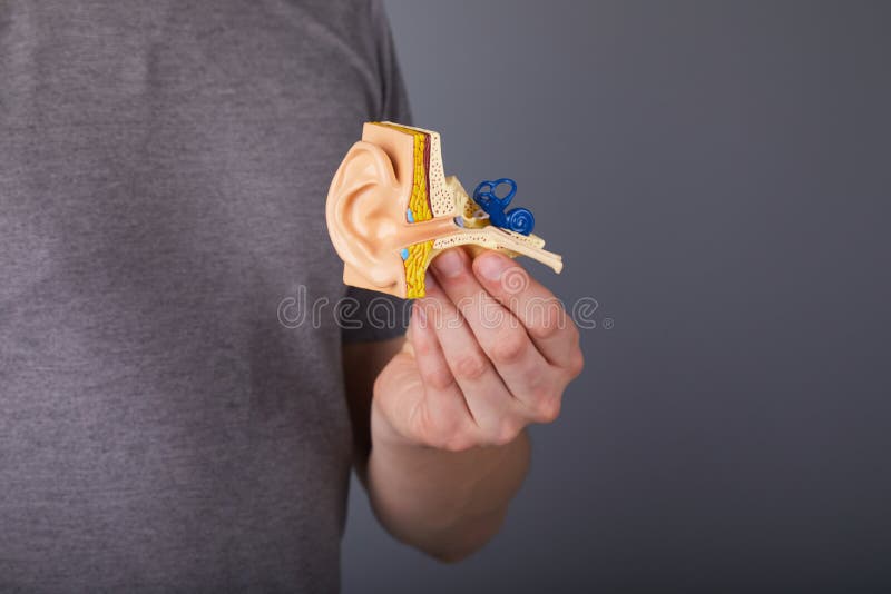 162 Inner Ear Anatomy Stock Photos - Free & Royalty-Free Stock Photos ...