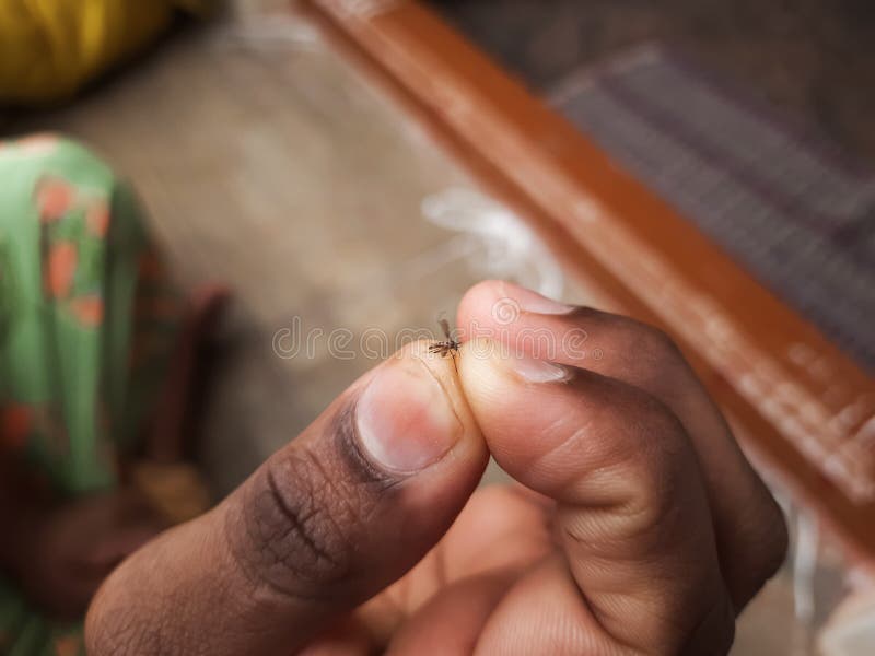 Man Holding Mosquito in a Hand and on the Top of the Hand Sitting Stock ...
